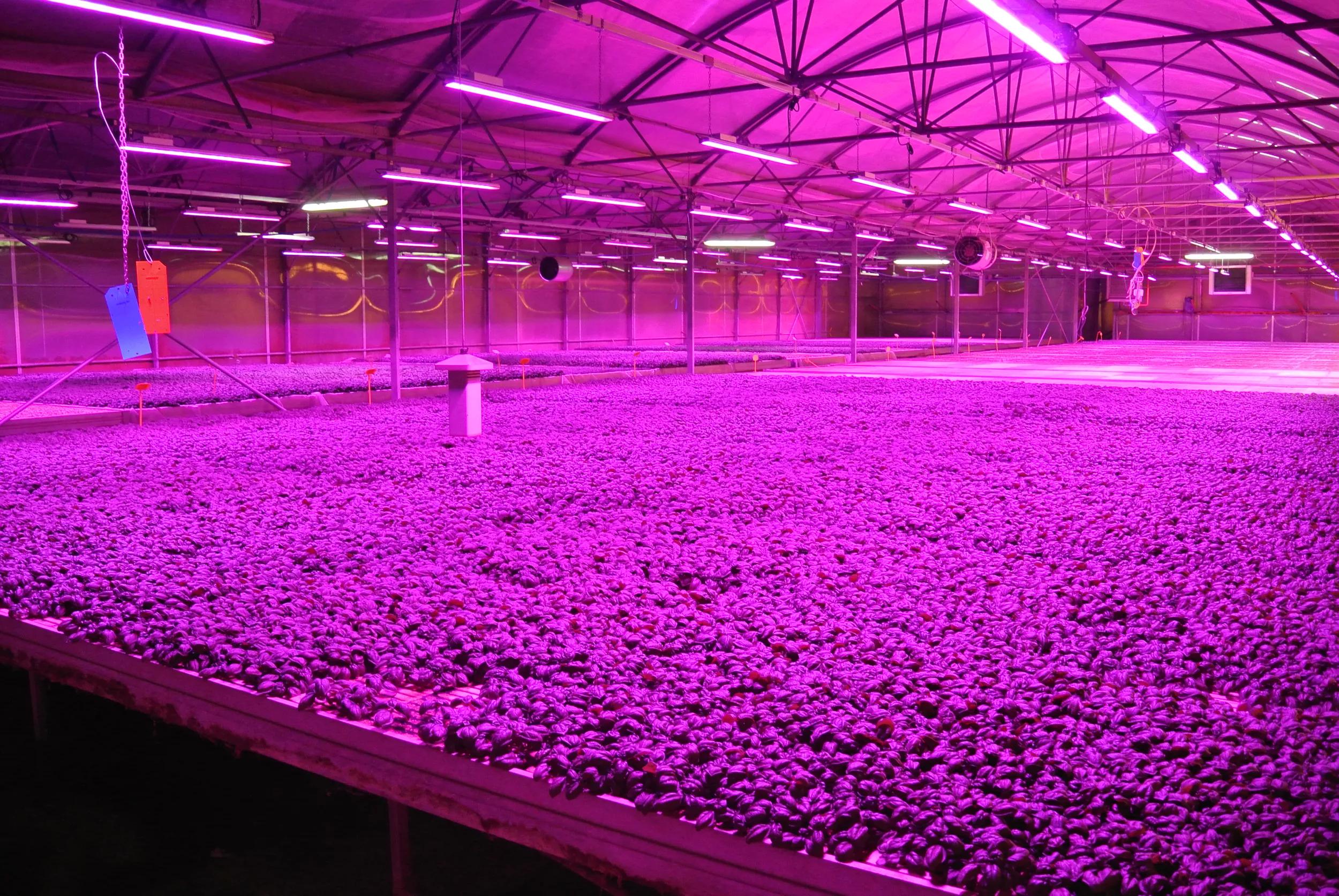Lighting - Agriculture & Horticulture | ams OSRAM